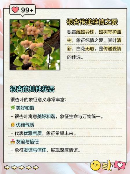 银杏心语是什么_银杏心语怎么用-第2张图片-山城妙识