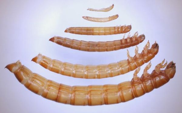 黄粉虫的功效与作用_黄粉虫怎么吃最有营养-第3张图片-山城妙识 黄粉虫的功效与作用_黄粉虫怎么吃最有营养-第3张图片-山城妙识