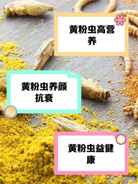 黄粉虫的功效与作用_黄粉虫怎么吃最有营养-第1张图片-山城妙识 黄粉虫的功效与作用_黄粉虫怎么吃最有营养-第1张图片-山城妙识