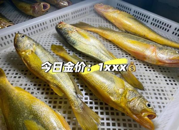 黄花鱼市场价多少钱一斤_今日黄花鱼价格走势-第3张图片-山城妙识 黄花鱼市场价多少钱一斤_今日黄花鱼价格走势-第3张图片-山城妙识
