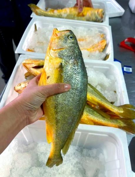 黄花鱼市场价多少钱一斤_今日黄花鱼价格走势-第1张图片-山城妙识 黄花鱼市场价多少钱一斤_今日黄花鱼价格走势-第1张图片-山城妙识