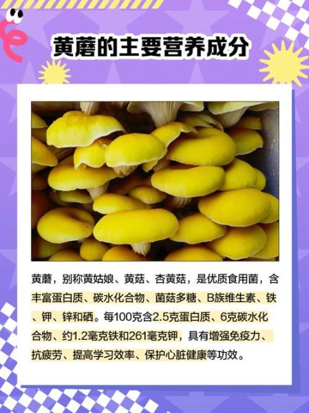 黄蘑菇叫什么_黄蘑菇学名叫什么-第1张图片-山城妙识