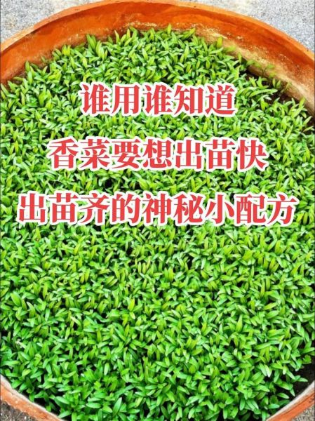 香菜籽要压碎了种吗_香菜籽怎么种发芽快-第2张图片-山城妙识