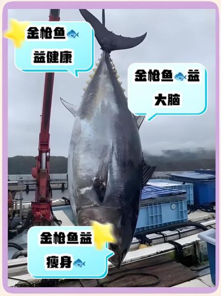金枪鱼怎么保存_金枪鱼营养价值高吗-第2张图片-山城妙识