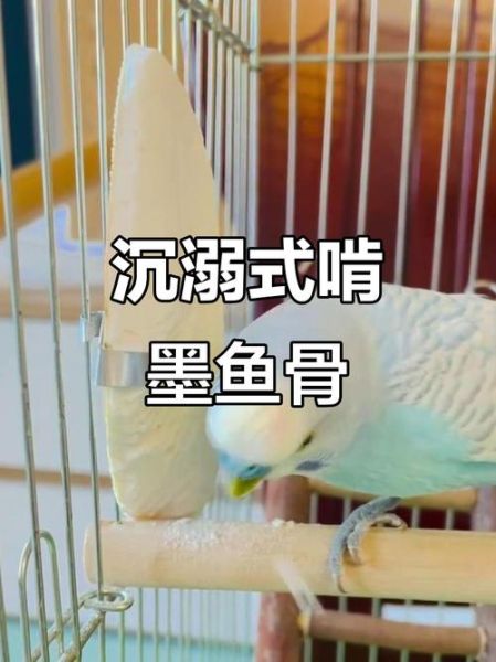 墨鱼骨怎么给鹦鹉吃_鹦鹉吃墨鱼骨的正确方法-第2张图片-山城妙识 墨鱼骨怎么给鹦鹉吃_鹦鹉吃墨鱼骨的正确方法-第2张图片-山城妙识