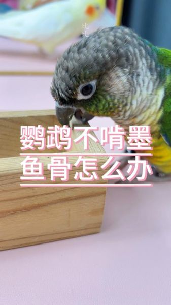 墨鱼骨怎么给鹦鹉吃_鹦鹉吃墨鱼骨的正确方法-第1张图片-山城妙识 墨鱼骨怎么给鹦鹉吃_鹦鹉吃墨鱼骨的正确方法-第1张图片-山城妙识