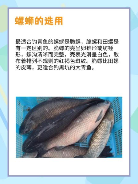 螺蛳青是什么鱼_螺蛳青和草鱼的区别-第1张图片-山城妙识 螺蛳青是什么鱼_螺蛳青和草鱼的区别-第1张图片-山城妙识