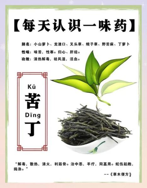 苦丁茶的功效与禁忌_哪些人不能喝-第1张图片-山城妙识
