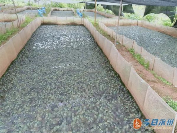 牛蛙养殖前景怎么样_牛蛙养殖利润有多大-第3张图片-山城妙识