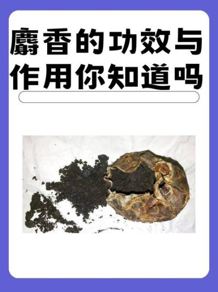 麝香是什么东西_麝香的功效与作用-第1张图片-山城妙识