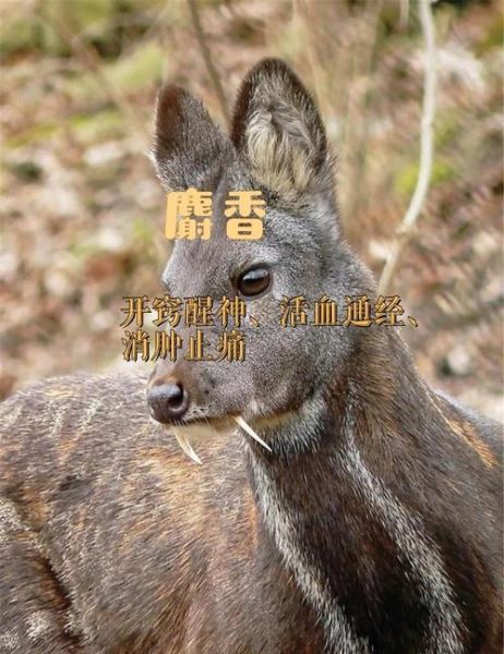 麝香是什么东西_麝香的功效与作用-第3张图片-山城妙识