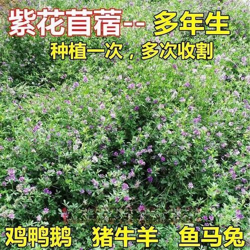 苜蓿一亩收入多少元_苜蓿种植利润怎么样-第3张图片-山城妙识 苜蓿一亩收入多少元_苜蓿种植利润怎么样-第3张图片-山城妙识