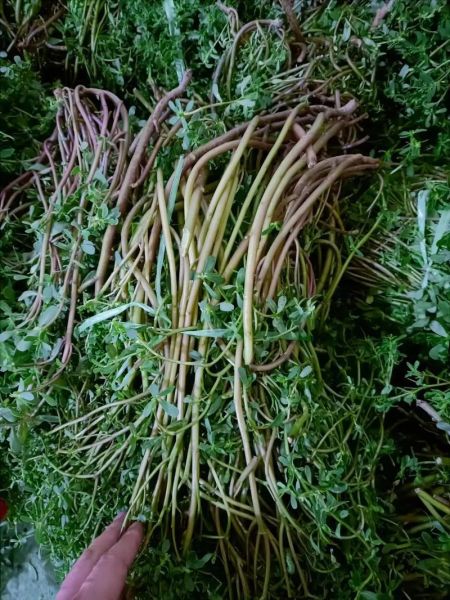 马扎菜图片_马扎菜长什么样-第3张图片-山城妙识