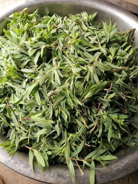马扎菜图片_马扎菜长什么样-第1张图片-山城妙识