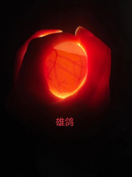 鸽子蛋孵化过程图_如何人工辅助破壳-第1张图片-山城妙识 鸽子蛋孵化过程图_如何人工辅助破壳-第1张图片-山城妙识