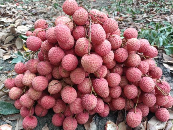 荔枝王是什么品种_荔枝王和桂味区别-第3张图片-山城妙识 荔枝王是什么品种_荔枝王和桂味区别-第3张图片-山城妙识