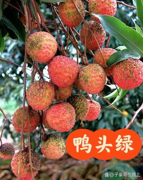 荔枝王是什么品种_荔枝王和桂味区别-第2张图片-山城妙识 荔枝王是什么品种_荔枝王和桂味区别-第2张图片-山城妙识