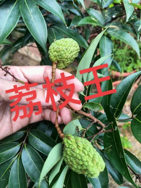 荔枝王是什么品种_荔枝王和桂味区别-第1张图片-山城妙识 荔枝王是什么品种_荔枝王和桂味区别-第1张图片-山城妙识