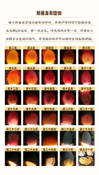 鸽子蛋孵化过程图_如何人工辅助破壳-第2张图片-山城妙识 鸽子蛋孵化过程图_如何人工辅助破壳-第2张图片-山城妙识