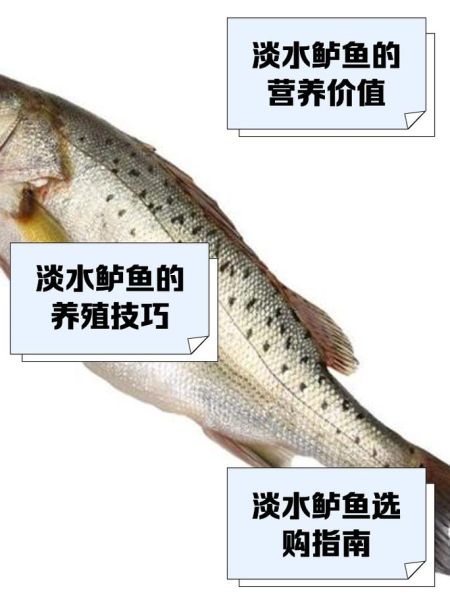 鲈鱼图片大全大图_如何分辨淡水鲈鱼与海鲈鱼-第2张图片-山城妙识 鲈鱼图片大全大图_如何分辨淡水鲈鱼与海鲈鱼-第2张图片-山城妙识