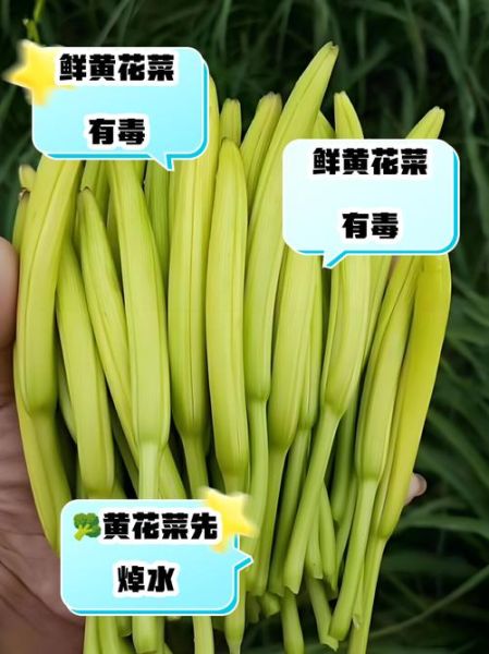 金针菜是什么菜_金针菜和黄花菜一样吗-第1张图片-山城妙识