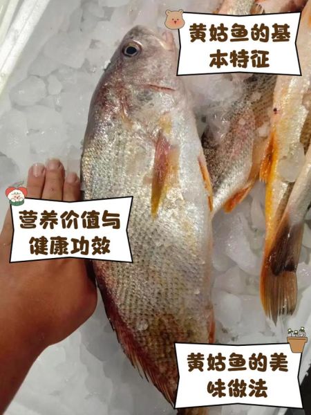 黄姑鱼怎么做好吃_黄姑鱼的营养价值-第1张图片-山城妙识 黄姑鱼怎么做好吃_黄姑鱼的营养价值-第1张图片-山城妙识