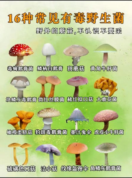 野生蘑菇种类大全及图片_如何辨别可食用与毒蘑菇-第2张图片-山城妙识 野生蘑菇种类大全及图片_如何辨别可食用与毒蘑菇-第2张图片-山城妙识