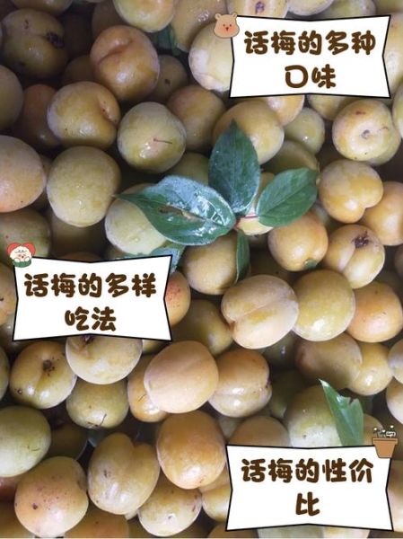 话梅怎么腌制_话梅制作步骤详解-第3张图片-山城妙识 话梅怎么腌制_话梅制作步骤详解-第3张图片-山城妙识