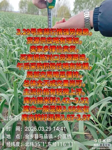 金乡大蒜下午价格_今日行情多少钱一斤-第2张图片-山城妙识 金乡大蒜下午价格_今日行情多少钱一斤-第2张图片-山城妙识