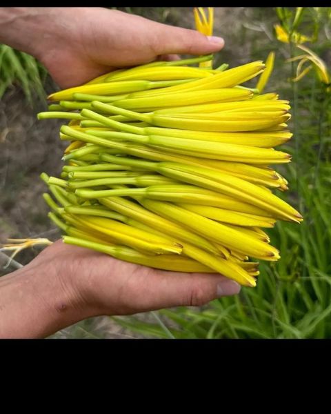 金针菜是什么菜_金针菜和黄花菜一样吗-第2张图片-山城妙识
