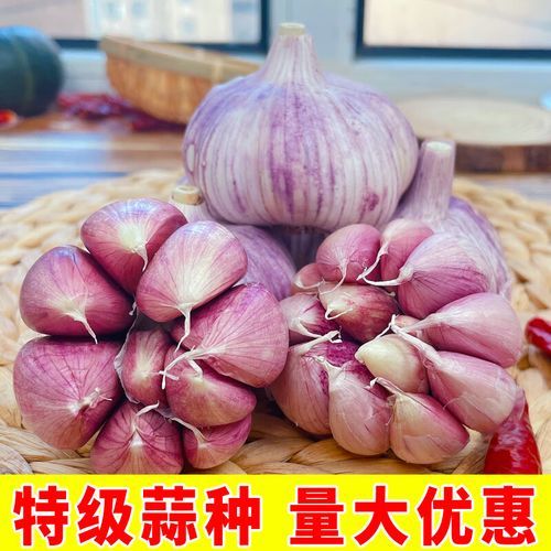 金乡大蒜下午价格_今日行情多少钱一斤-第3张图片-山城妙识 金乡大蒜下午价格_今日行情多少钱一斤-第3张图片-山城妙识
