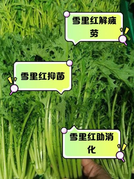 雪里红的功效与作用_雪里红怎么吃最营养-第1张图片-山城妙识 雪里红的功效与作用_雪里红怎么吃最营养-第1张图片-山城妙识
