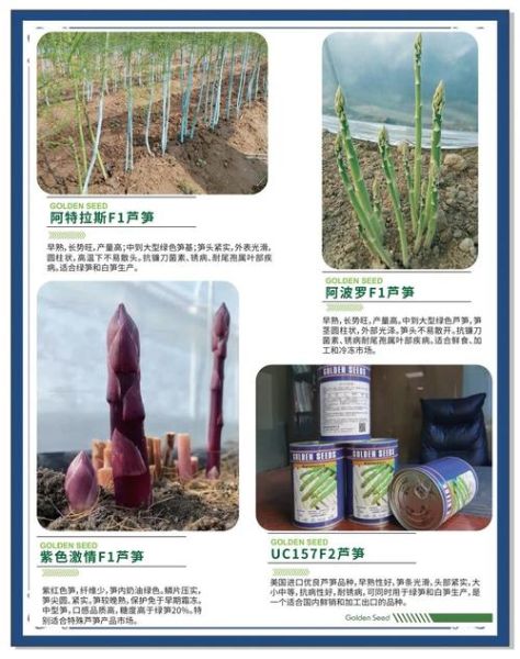 芦笋怎么种_芦笋种植方法步骤-第2张图片-山城妙识 芦笋怎么种_芦笋种植方法步骤-第2张图片-山城妙识