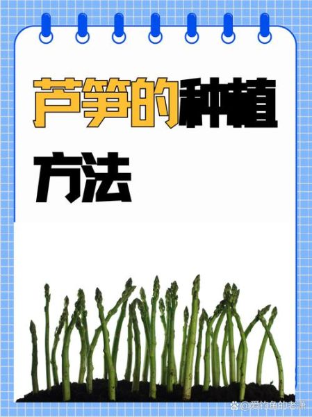 芦笋怎么种_芦笋种植方法步骤-第1张图片-山城妙识 芦笋怎么种_芦笋种植方法步骤-第1张图片-山城妙识