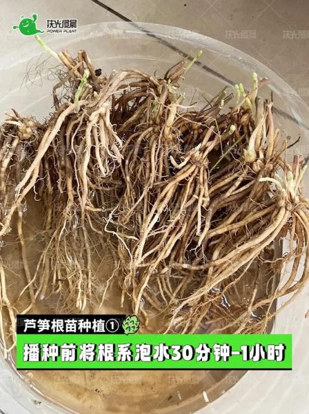 芦笋怎么种_芦笋种植方法步骤-第3张图片-山城妙识 芦笋怎么种_芦笋种植方法步骤-第3张图片-山城妙识