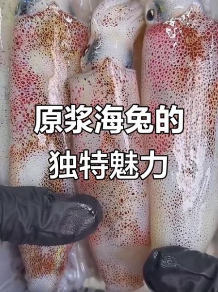 海兔是什么东西_海兔和鱿鱼的区别-第3张图片-山城妙识 海兔是什么东西_海兔和鱿鱼的区别-第3张图片-山城妙识