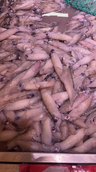 海兔是什么东西_海兔和鱿鱼的区别-第2张图片-山城妙识 海兔是什么东西_海兔和鱿鱼的区别-第2张图片-山城妙识