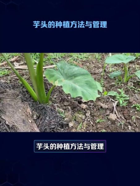 芋头种植技术与管理_芋头怎么种才能高产-第1张图片-山城妙识 芋头种植技术与管理_芋头怎么种才能高产-第1张图片-山城妙识