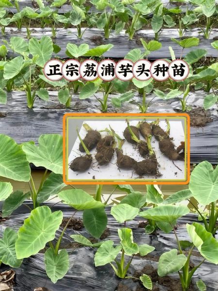 芋头种植技术与管理_芋头怎么种才能高产-第3张图片-山城妙识 芋头种植技术与管理_芋头怎么种才能高产-第3张图片-山城妙识