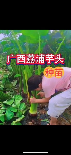 芋头种植技术与管理_芋头怎么种才能高产-第2张图片-山城妙识 芋头种植技术与管理_芋头怎么种才能高产-第2张图片-山城妙识