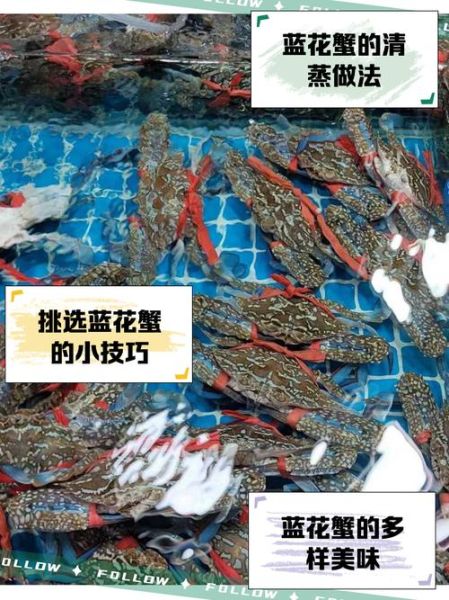 蓝蟹多少钱一斤_蓝蟹价格行情-第3张图片-山城妙识 蓝蟹多少钱一斤_蓝蟹价格行情-第3张图片-山城妙识