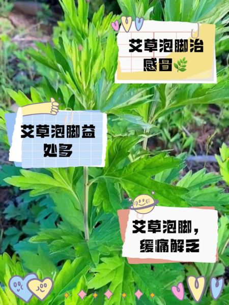 艾叶泡脚的功效与作用_艾叶泡脚的副作用有哪些-第1张图片-山城妙识 艾叶泡脚的功效与作用_艾叶泡脚的副作用有哪些-第1张图片-山城妙识