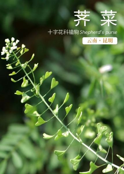 荠菜长什么样子_荠菜高清图片识别方法-第1张图片-山城妙识 荠菜长什么样子_荠菜高清图片识别方法-第1张图片-山城妙识