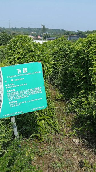 百部怎么种植_百部种植多久能收获-第1张图片-山城妙识 百部怎么种植_百部种植多久能收获-第1张图片-山城妙识
