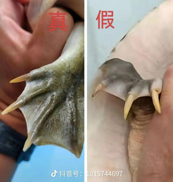 鳖和甲鱼一样吗_鳖和甲鱼的区别-第1张图片-山城妙识 鳖和甲鱼一样吗_鳖和甲鱼的区别-第1张图片-山城妙识