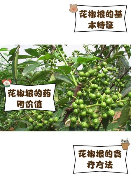 花椒能治哪些病_花椒药用价值有哪些-第2张图片-山城妙识 花椒能治哪些病_花椒药用价值有哪些-第2张图片-山城妙识