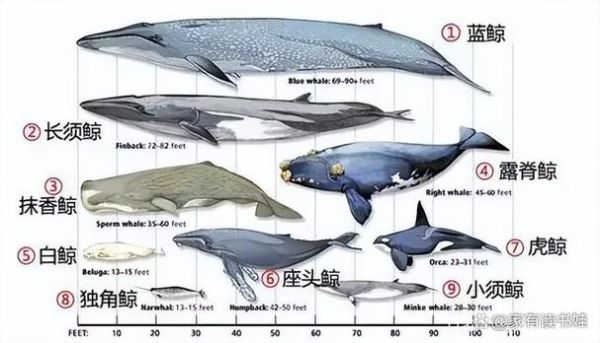 鲸鱼是鱼吗_为什么鲸鱼不是鱼类-第2张图片-山城妙识 鲸鱼是鱼吗_为什么鲸鱼不是鱼类-第2张图片-山城妙识
