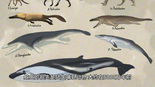 鲸鱼是鱼吗_为什么鲸鱼不是鱼类-第1张图片-山城妙识 鲸鱼是鱼吗_为什么鲸鱼不是鱼类-第1张图片-山城妙识