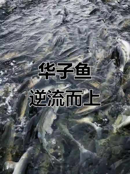 华子鱼洄游时间_华子鱼洄游路线怎么走-第2张图片-山城妙识