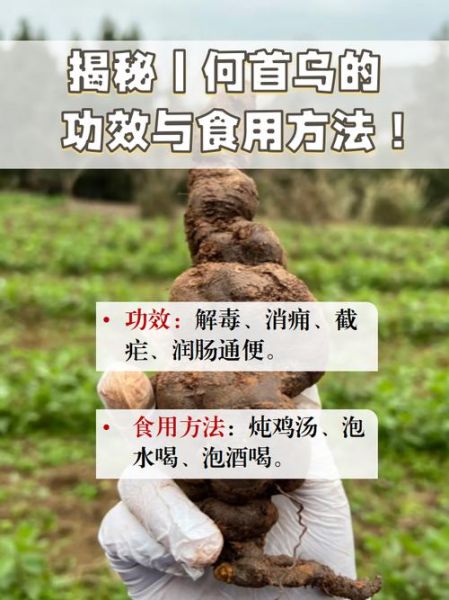 何首乌怎么吃效果最好_何首乌食用方法禁忌-第2张图片-山城妙识